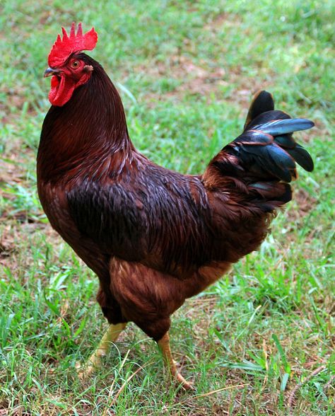 Rhode Island Red – Leo Healthy Chickens