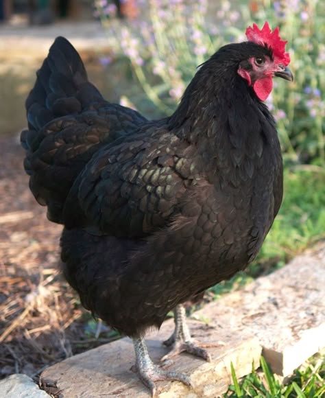 Australorp – Leo Healthy Chickens